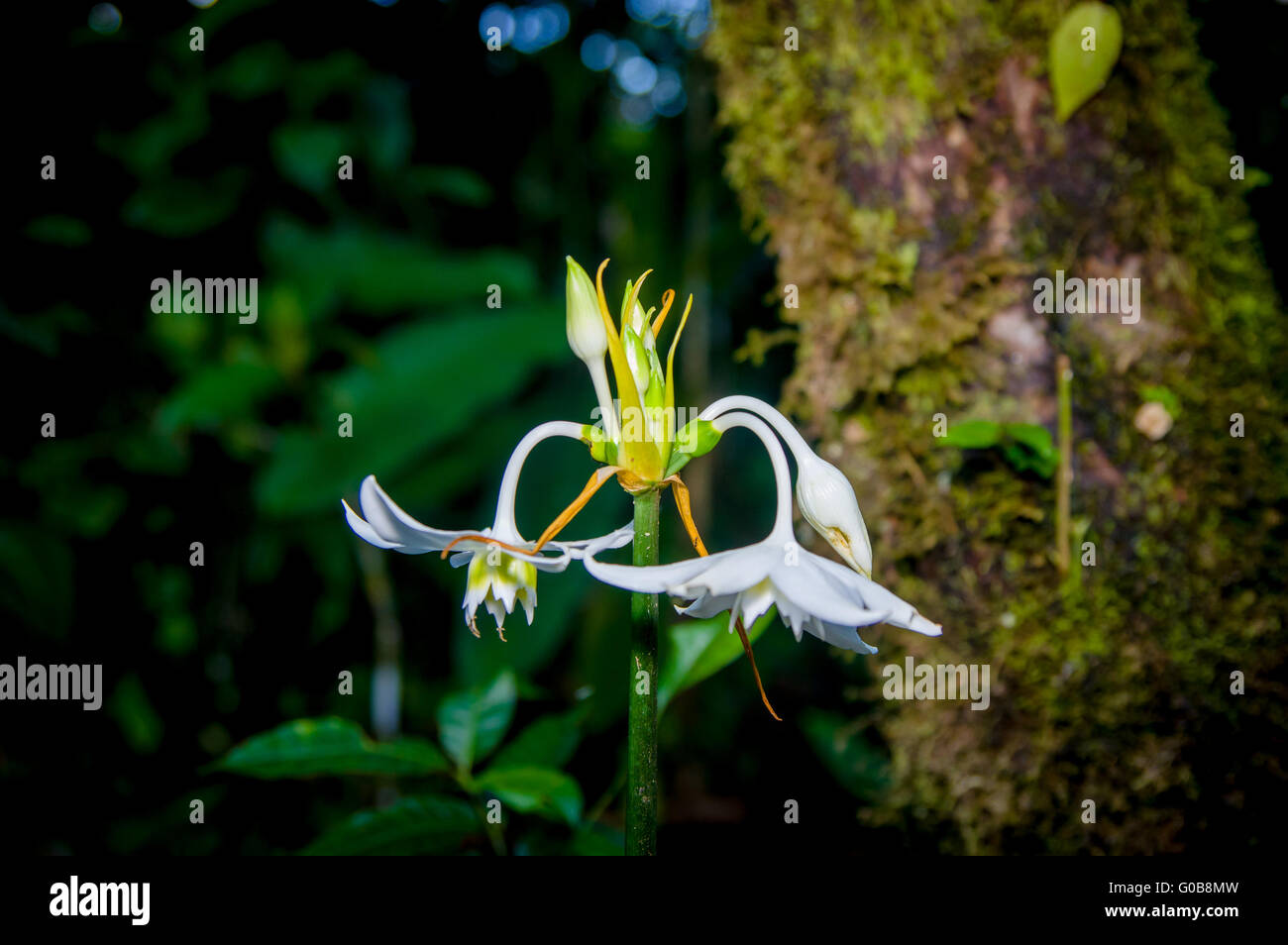 Closeup beautiful green ayahuasca plant with blue flower blooming in ...