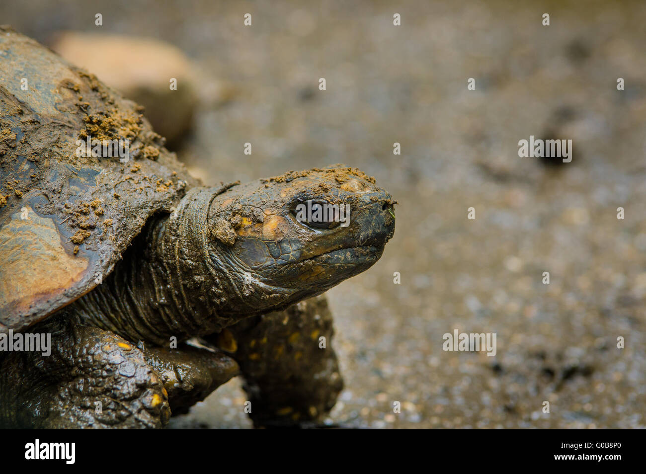 Closeup of beautiful green turtles head standing in natural habitat ...