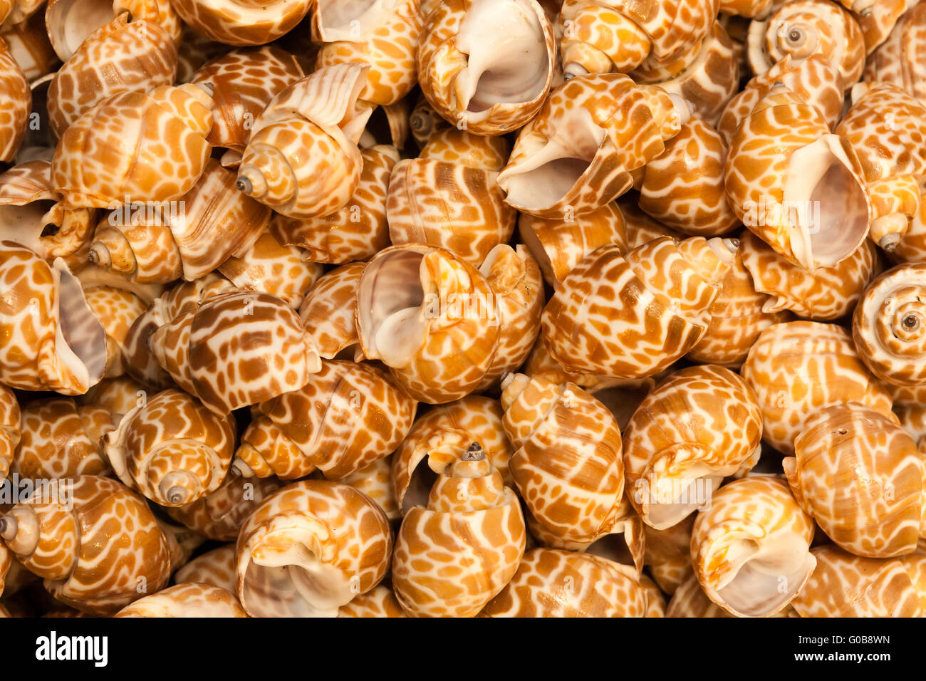 Bunch of sea shells Stock Photo - Alamy