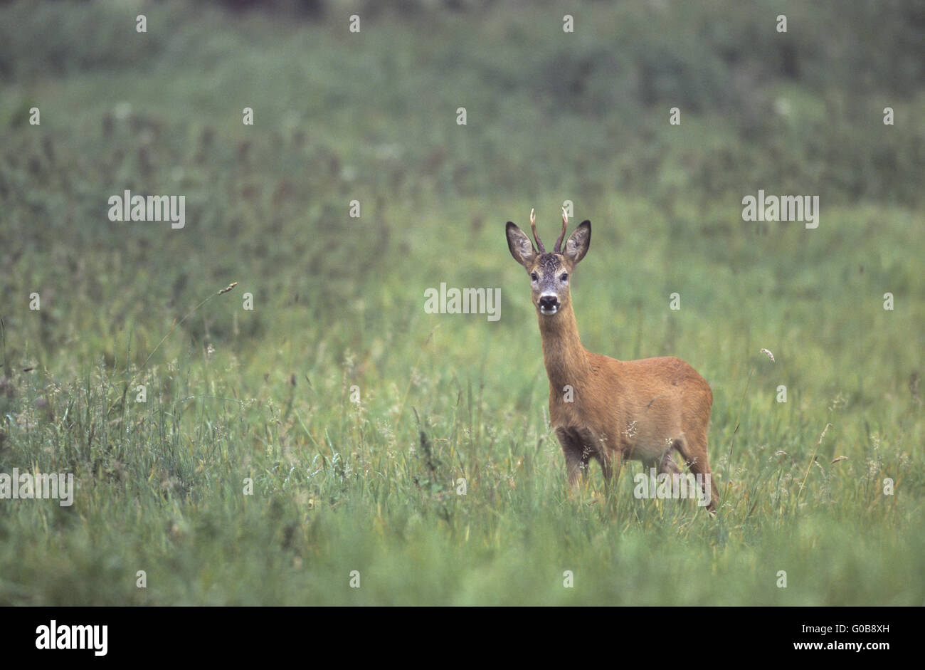 Roe Deer buck in the rut standing in a meadow Stock Photo - Alamy