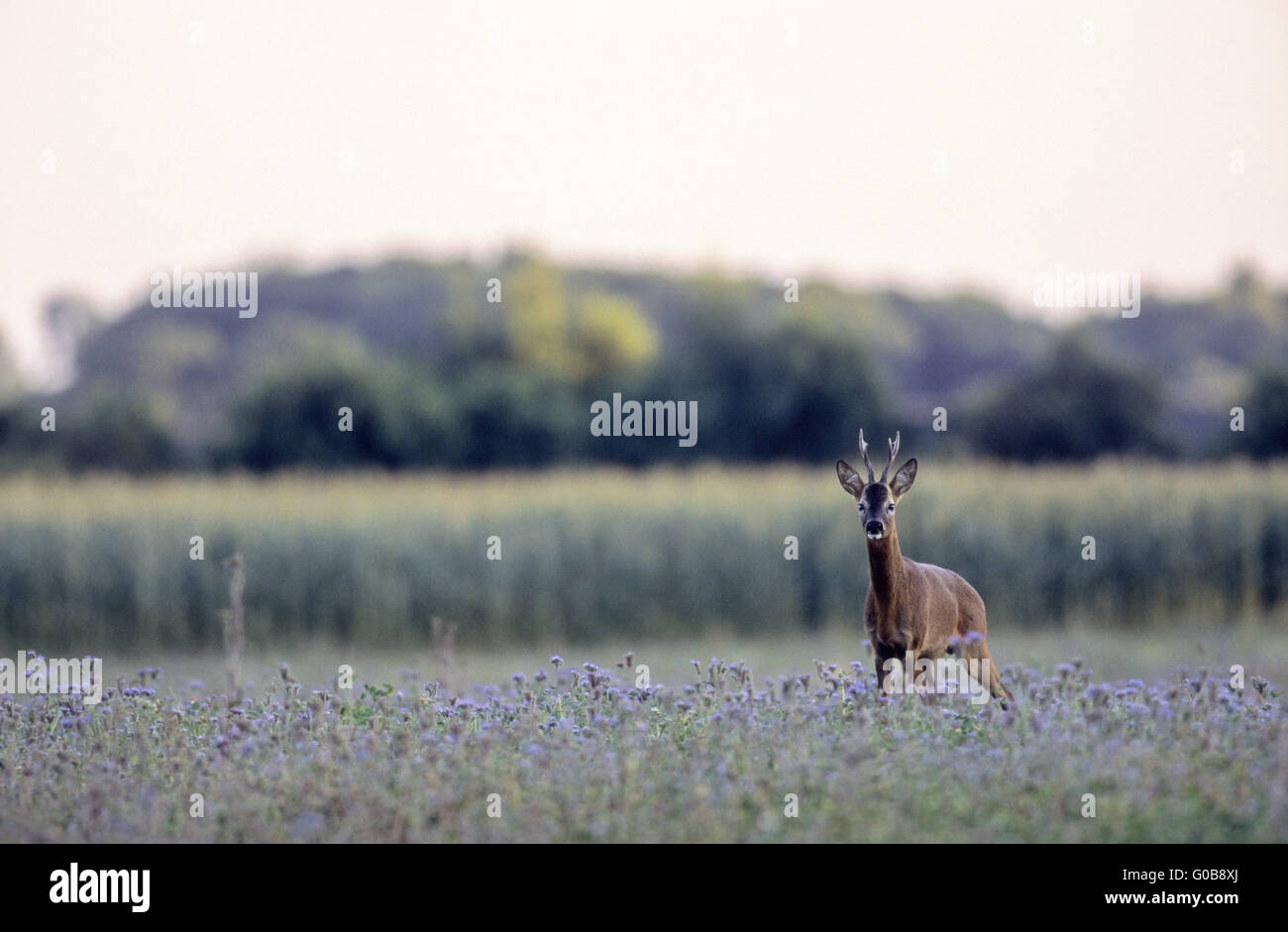 Roe Deer buck in the rut looking alert Stock Photo - Alamy