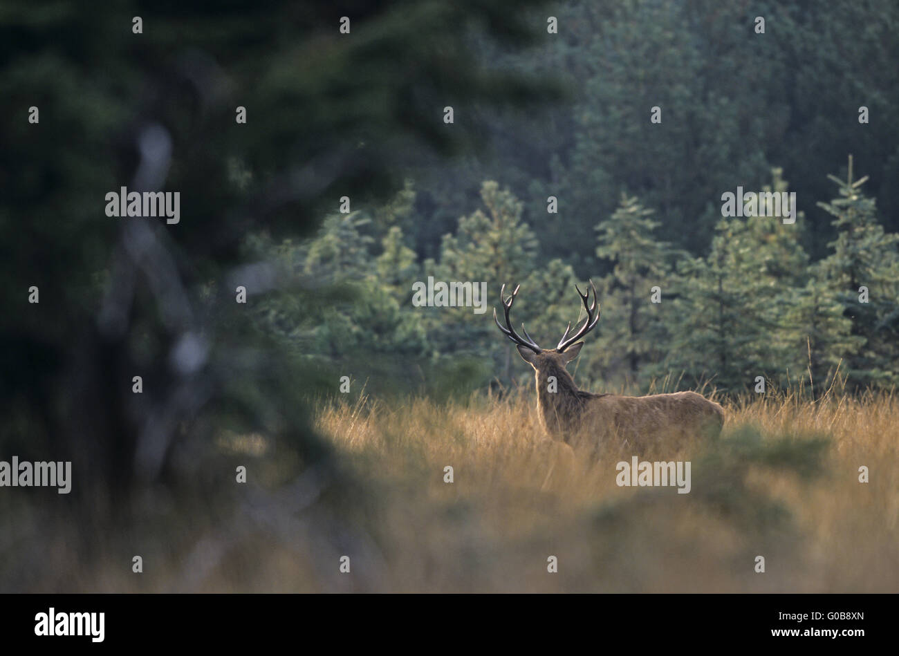 Red Deer stag crossing a forest glade Stock Photo - Alamy