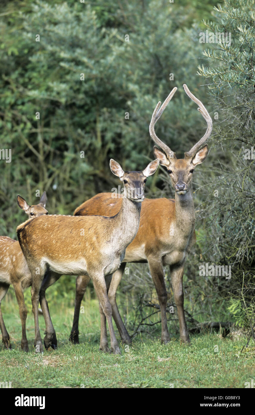 Red Deer stag, hind and calf in a forest aisle Stock Photo - Alamy