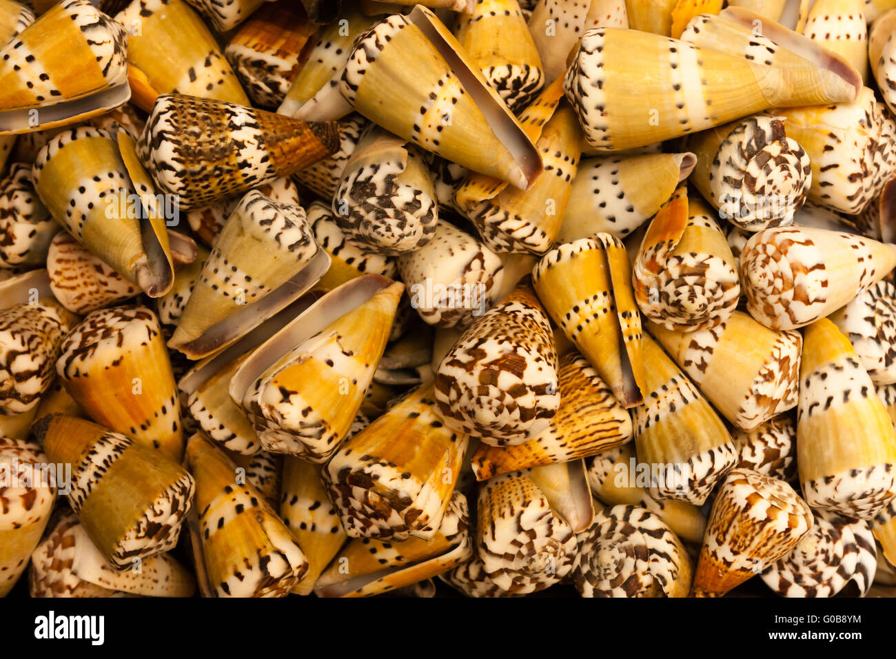 Conical shells hi-res stock photography and images - Alamy