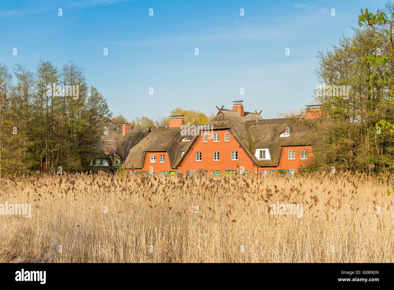House with thatched Roof behind a field of reed Stock Photo - Alamy
