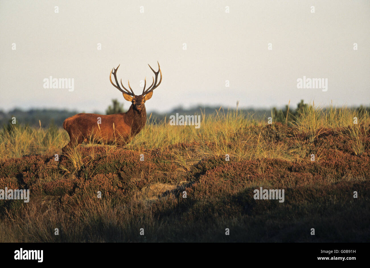 Red stag in heath hi-res stock photography and images - Alamy