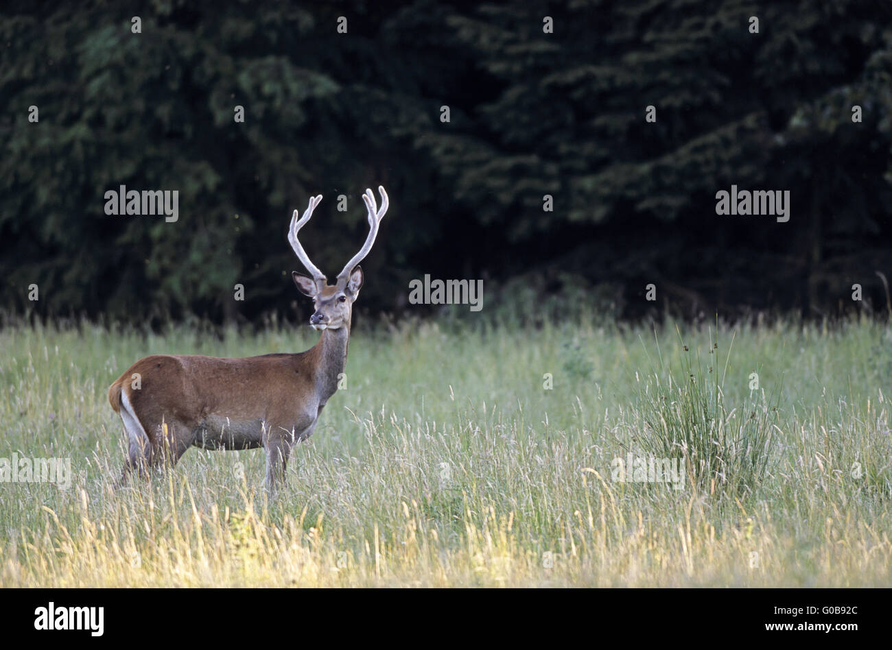 Young Red Deer stag with velvet-covered antler Stock Photo - Alamy
