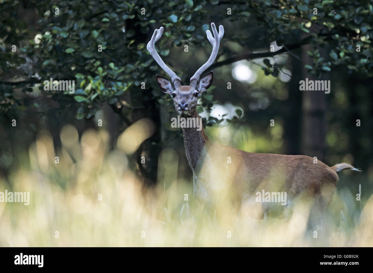 Deer antler velvet hi-res stock photography and images - Alamy