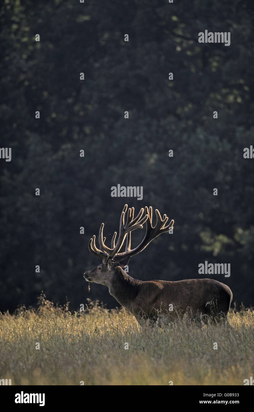 Red Deer stag with velvet antler in backlight Stock Photo - Alamy