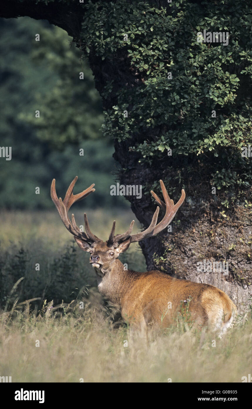 Red Deer stag with velvet-covered antler Stock Photo - Alamy