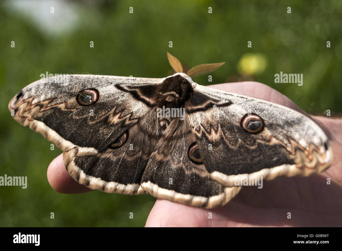 Giant Peacock Moth closeup on human hand in sunny Stock Photo - Alamy