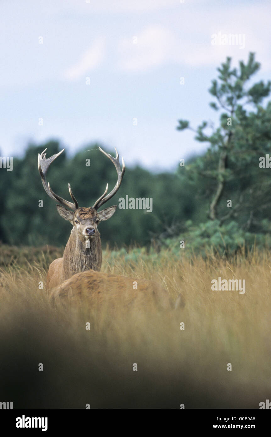 Red Deer stag and hind in the dunes Stock Photo - Alamy