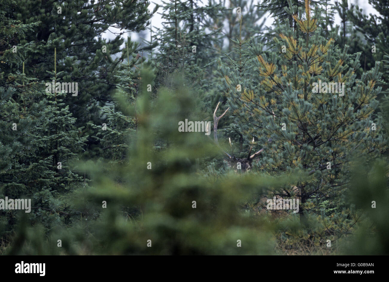 Red Deer stag observing alert the photographer Stock Photo - Alamy