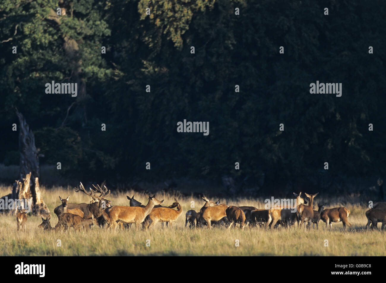 Red Deer herd standing in a forest meadow Stock Photo - Alamy
