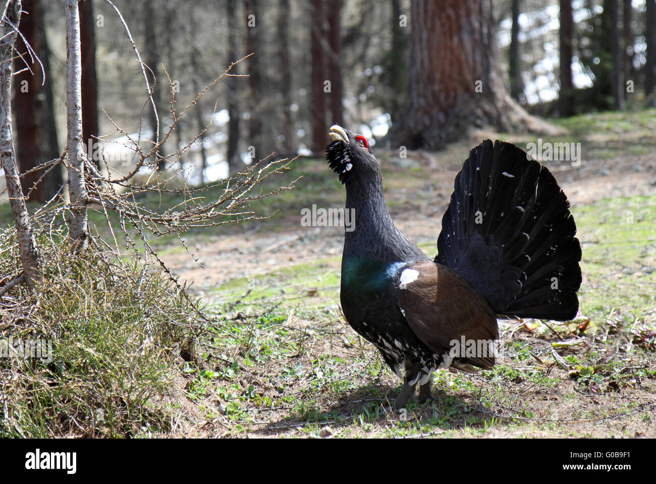 Großer schnabel hi-res stock photography and images - Alamy