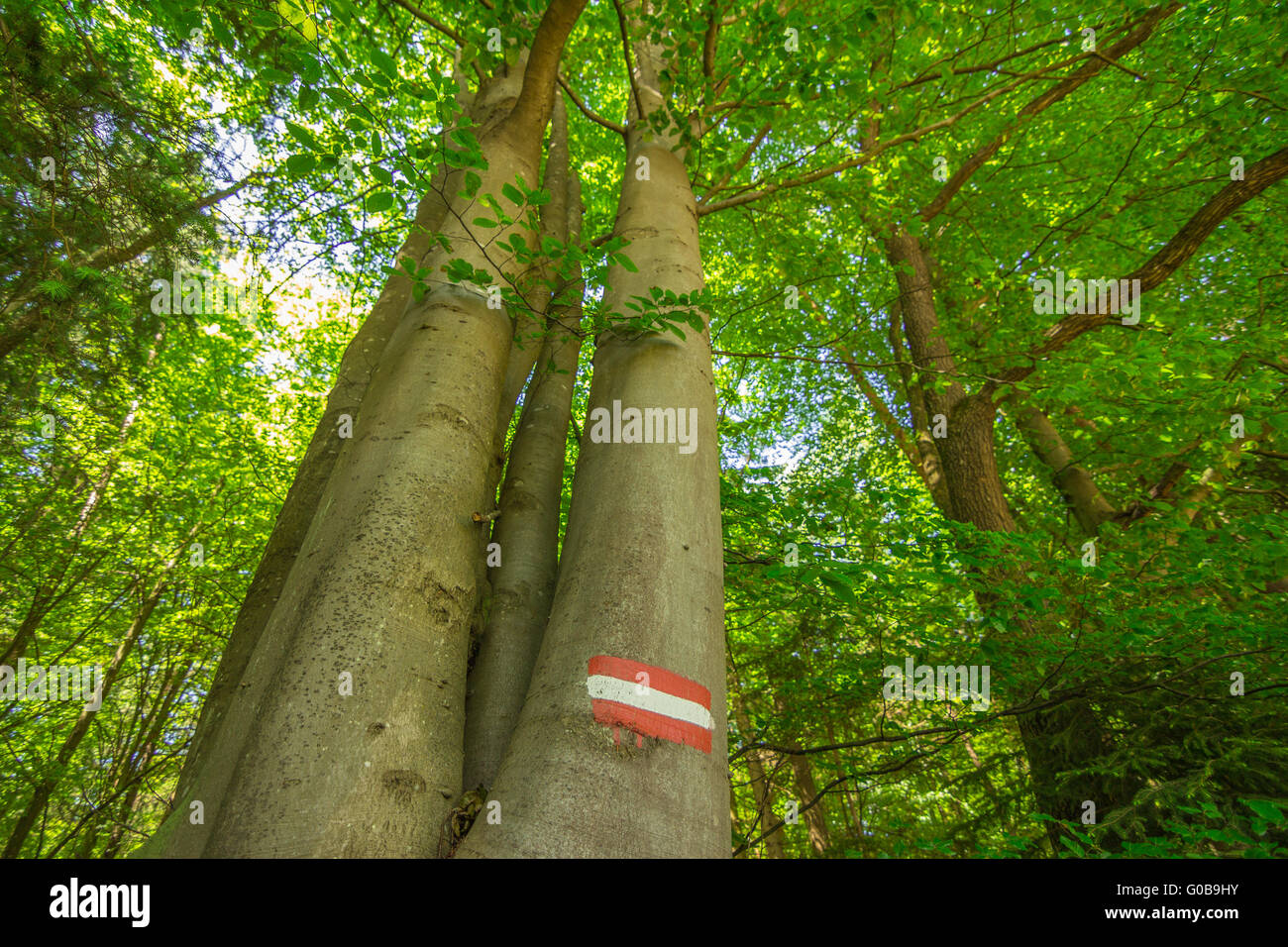 Austrian wald hi-res stock photography and images - Alamy