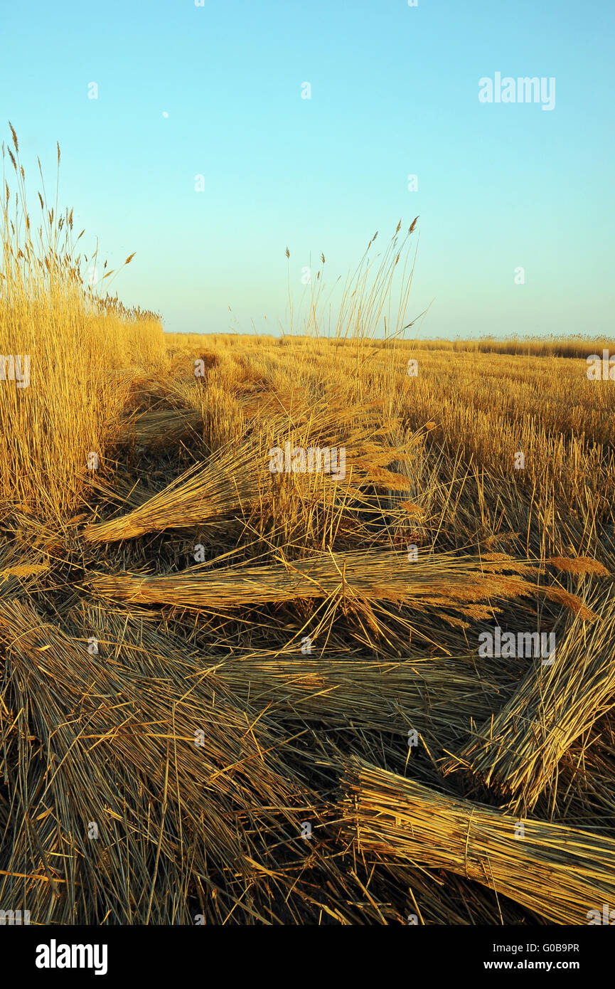 Schilfschnitt hi-res stock photography and images - Alamy