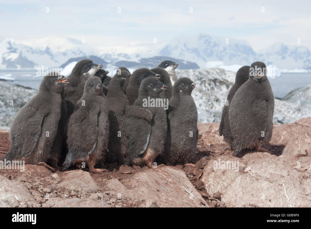 Group of adelie penguins hi-res stock photography and images - Alamy