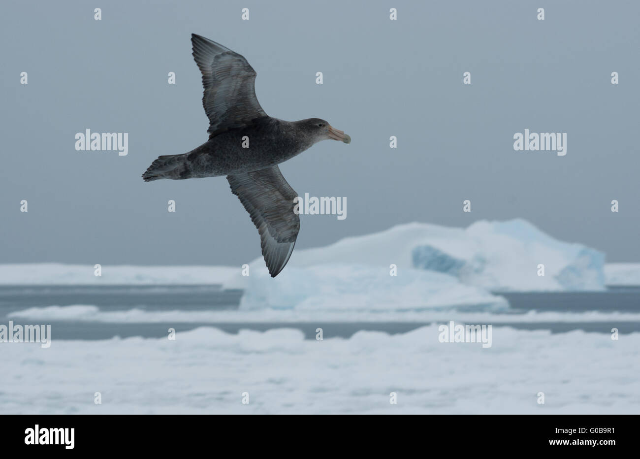 Antarktisc hi-res stock photography and images - Alamy