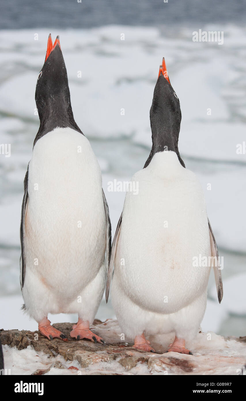 Singing penguins hi-res stock photography and images - Alamy
