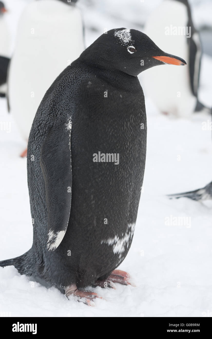 Melanistic Penguin High Resolution Stock Photography and Images - Alamy