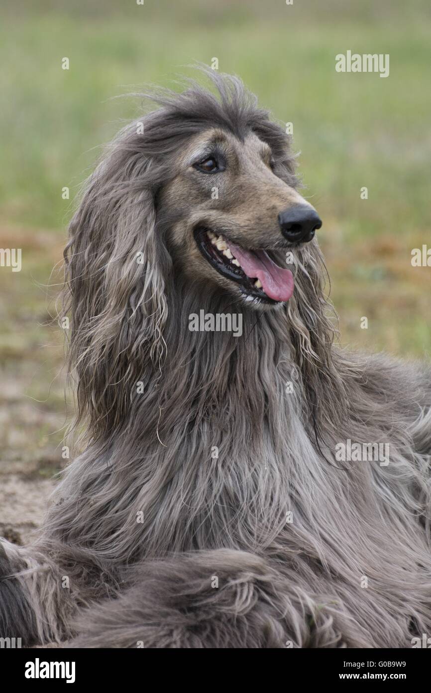 Afghane afghanischer windhund hund hi-res stock photography and images ...