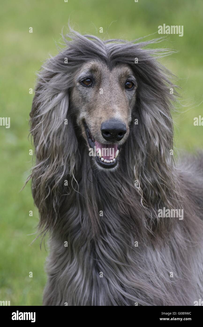 Afghane afghanischer windhund hund hi-res stock photography and images ...