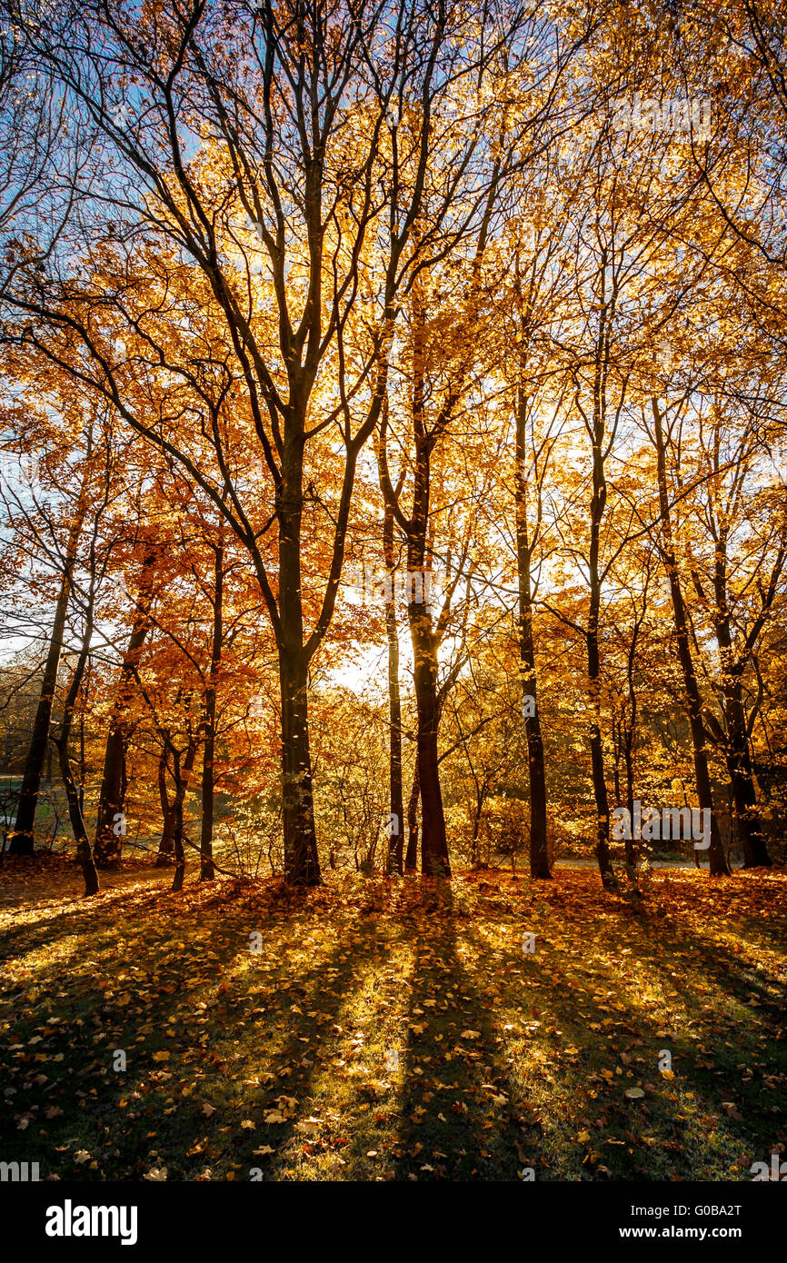 Fall / Autumn in the woods Stock Photo - Alamy