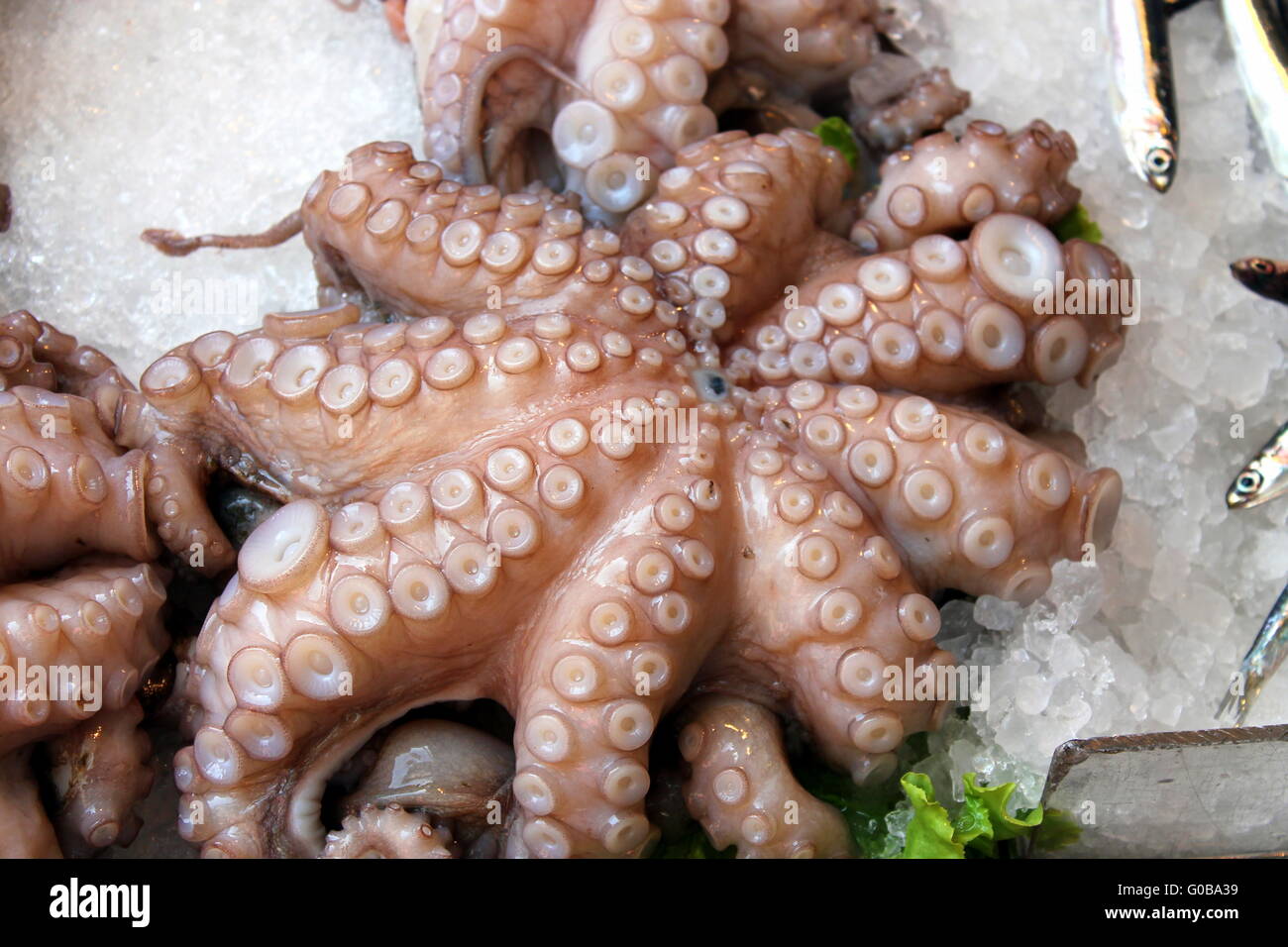 Octopus at the fish market Stock Photo - Alamy