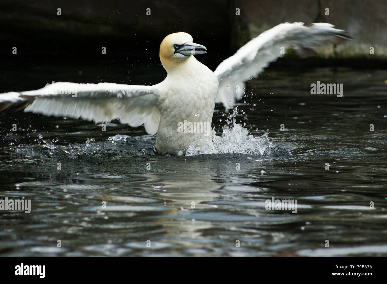 Tolpel bird hi-res stock photography and images - Alamy