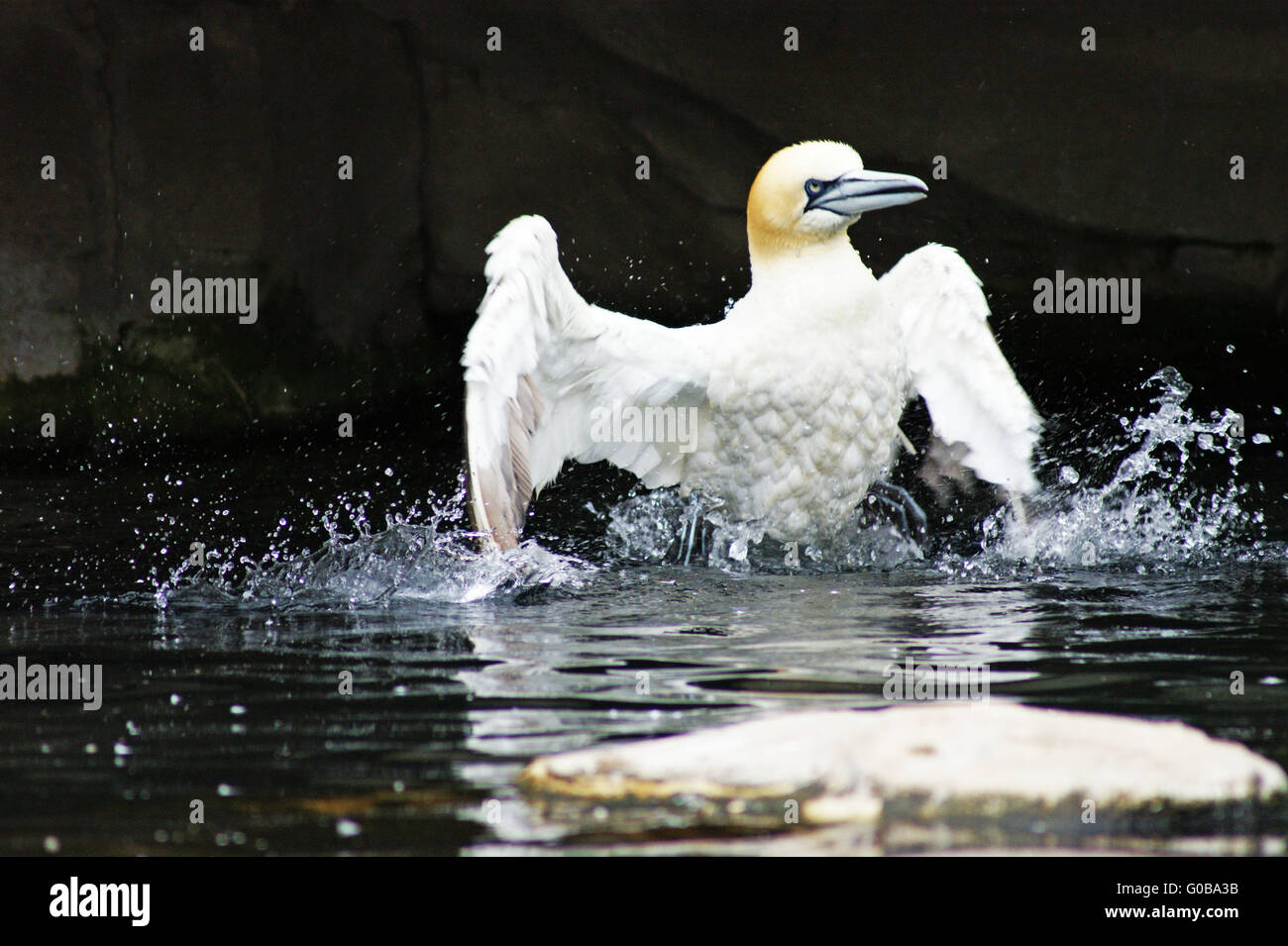 Albatros bird hi-res stock photography and images - Alamy