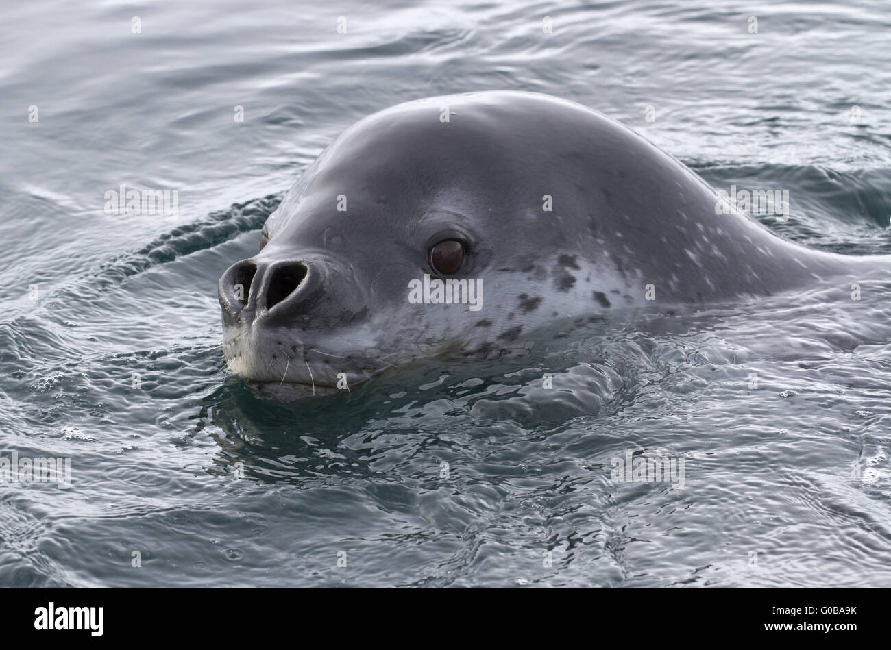 Portrait of sea leopard Stock Photo - Alamy
