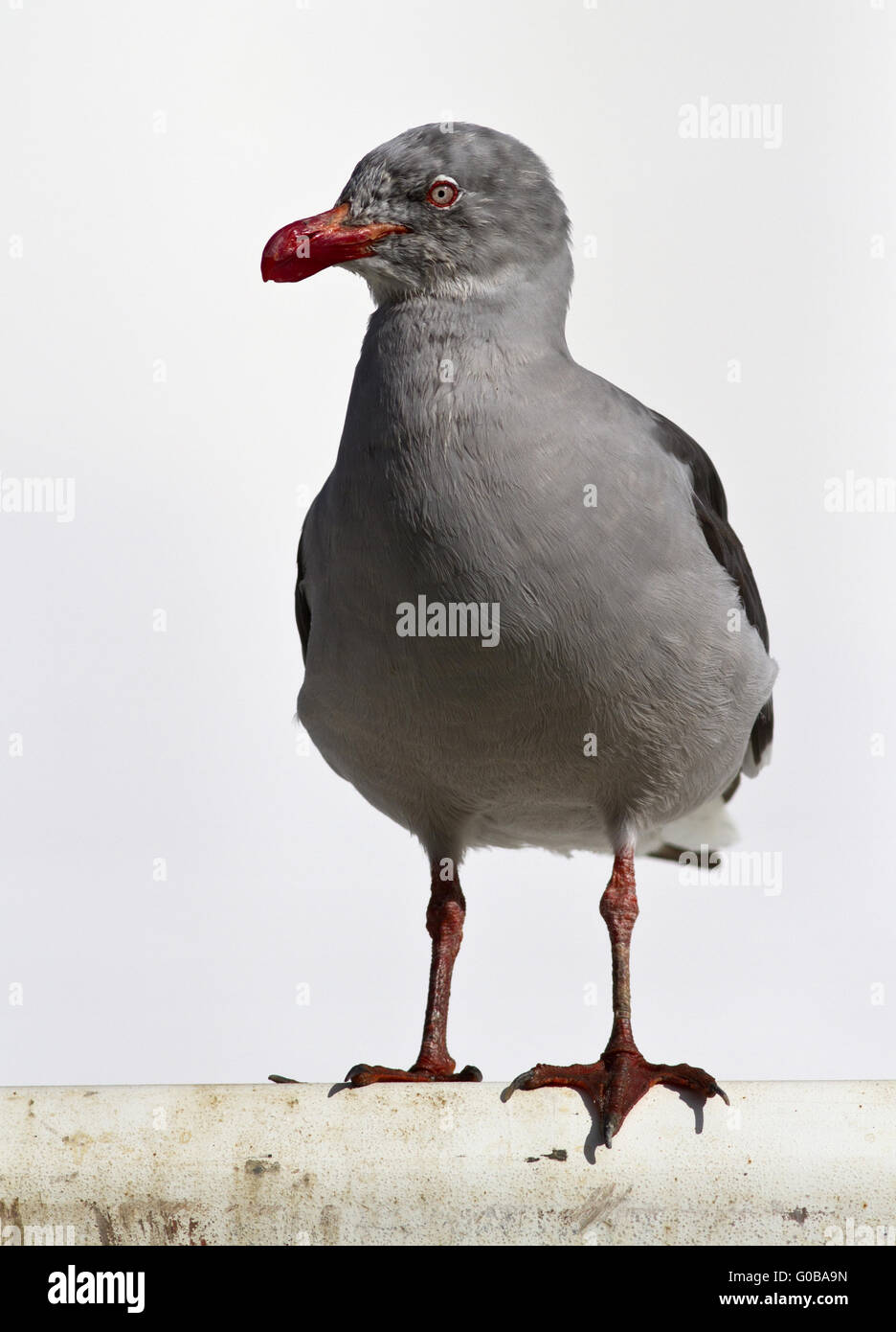 Dolphin Gull sitting on Tierra del Fuego Stock Photo - Alamy