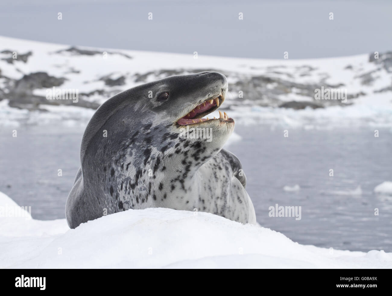 Leopard seal lies on hi-res stock photography and images - Alamy