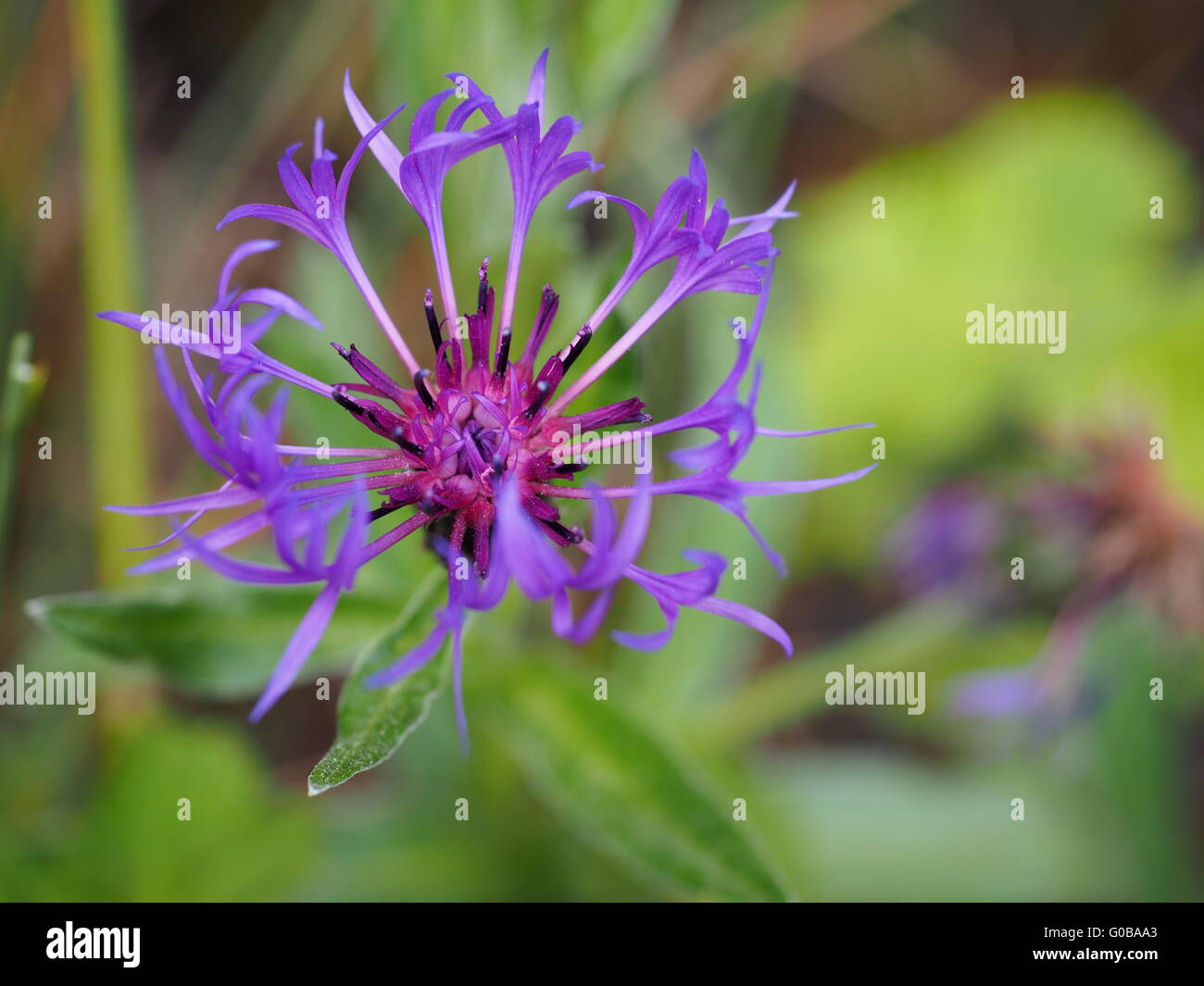 Gartenkornblume hi-res stock photography and images - Alamy