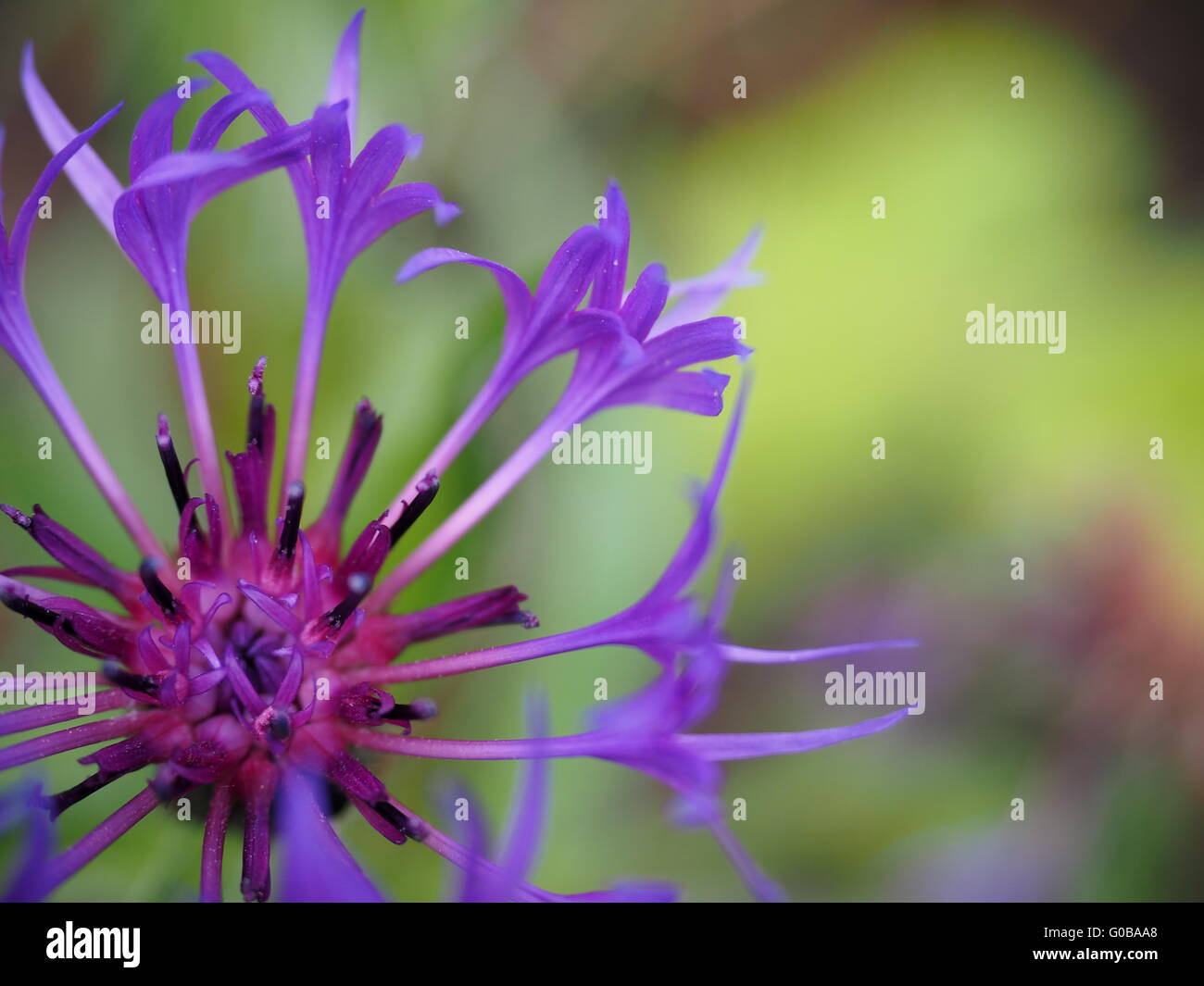 Estonia spring flower hi-res stock photography and images - Alamy