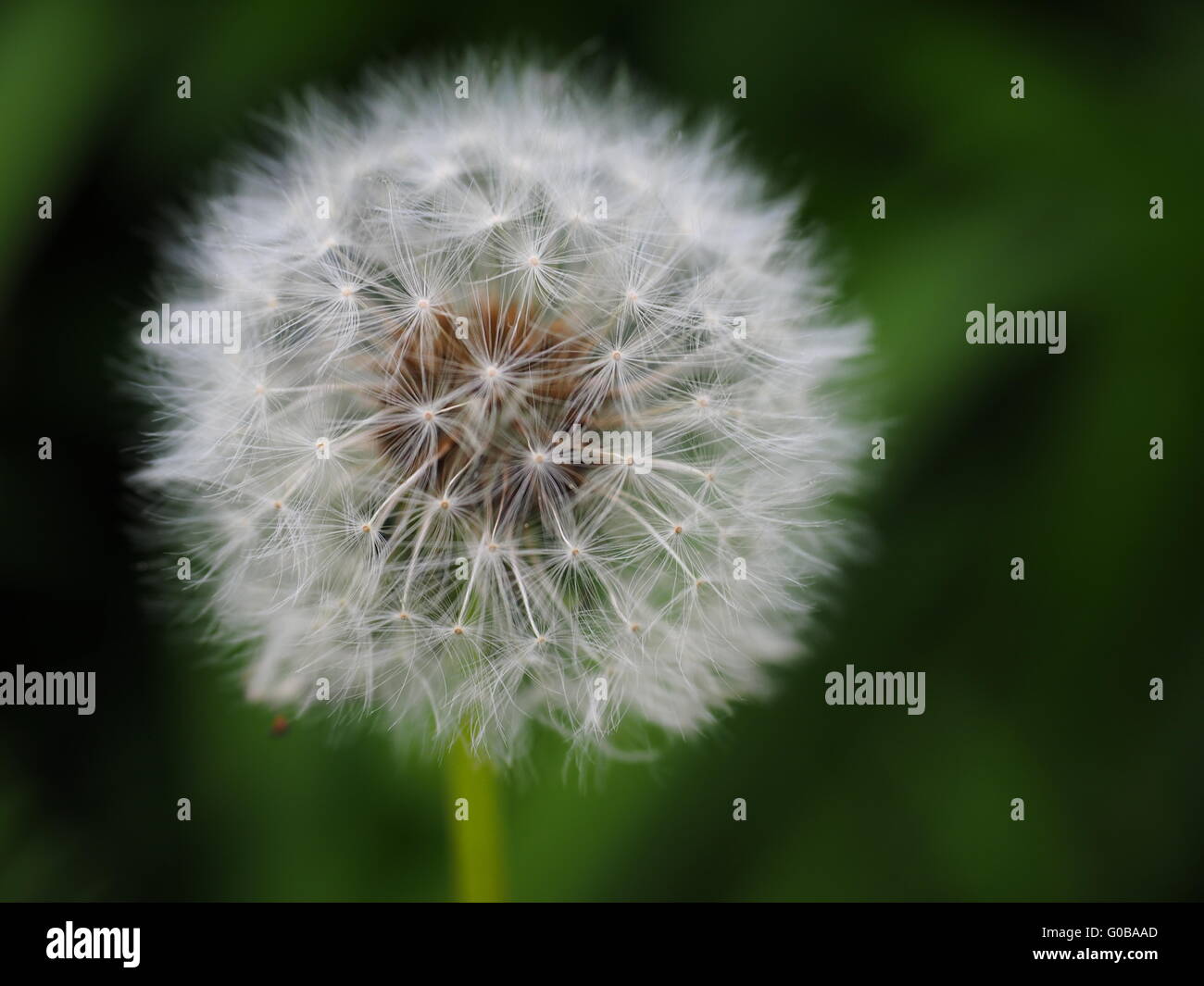 Ball of fluff hi-res stock photography and images - Alamy