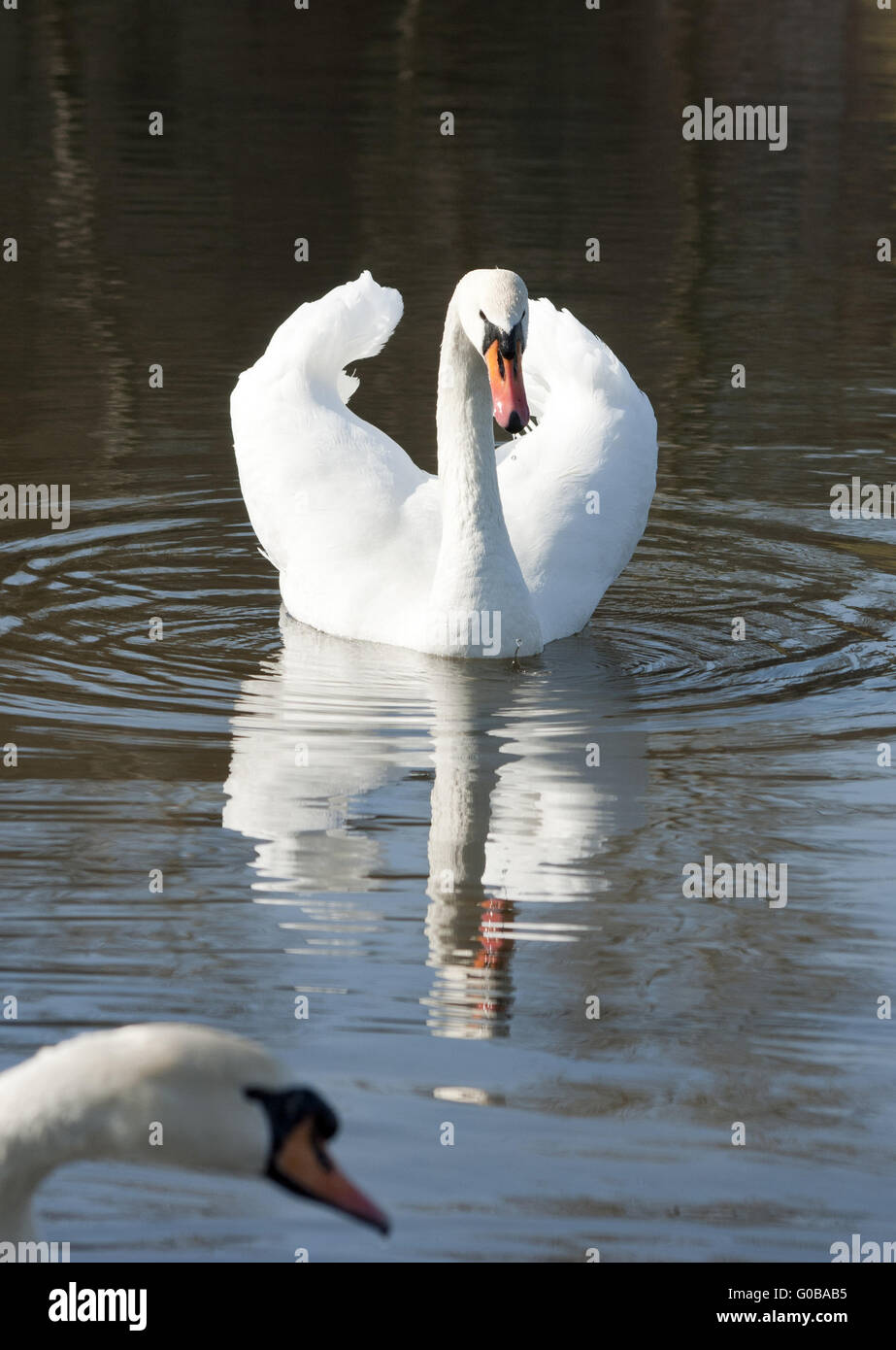 Caring bird hi-res stock photography and images - Alamy