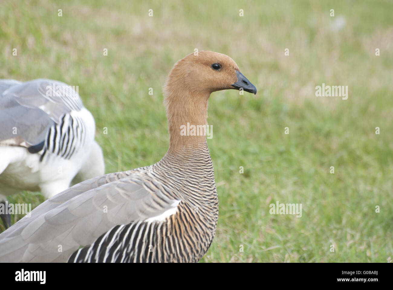 Female Greater Uplands Goose Stock Photo - Alamy