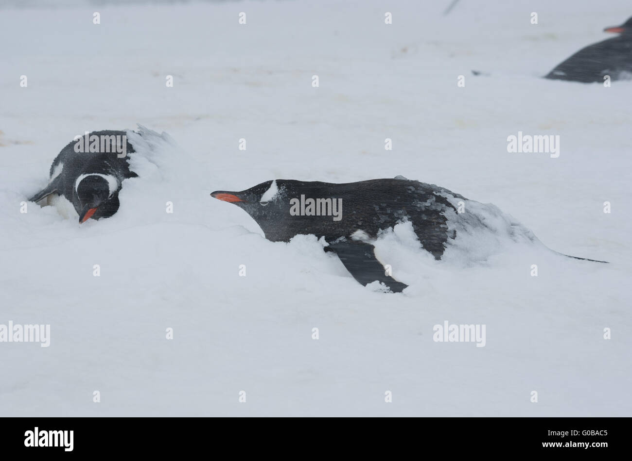 Wildlife in the polar region hi-res stock photography and images - Alamy