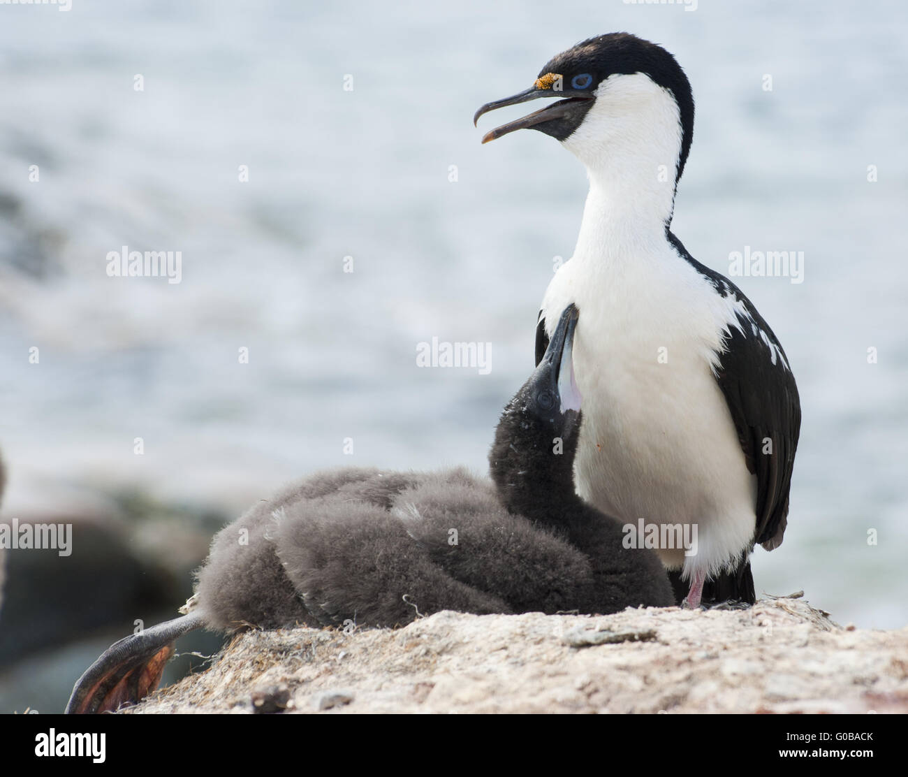 Antarctic blue-eyed shags and the chick on the nest Stock Photo - Alamy