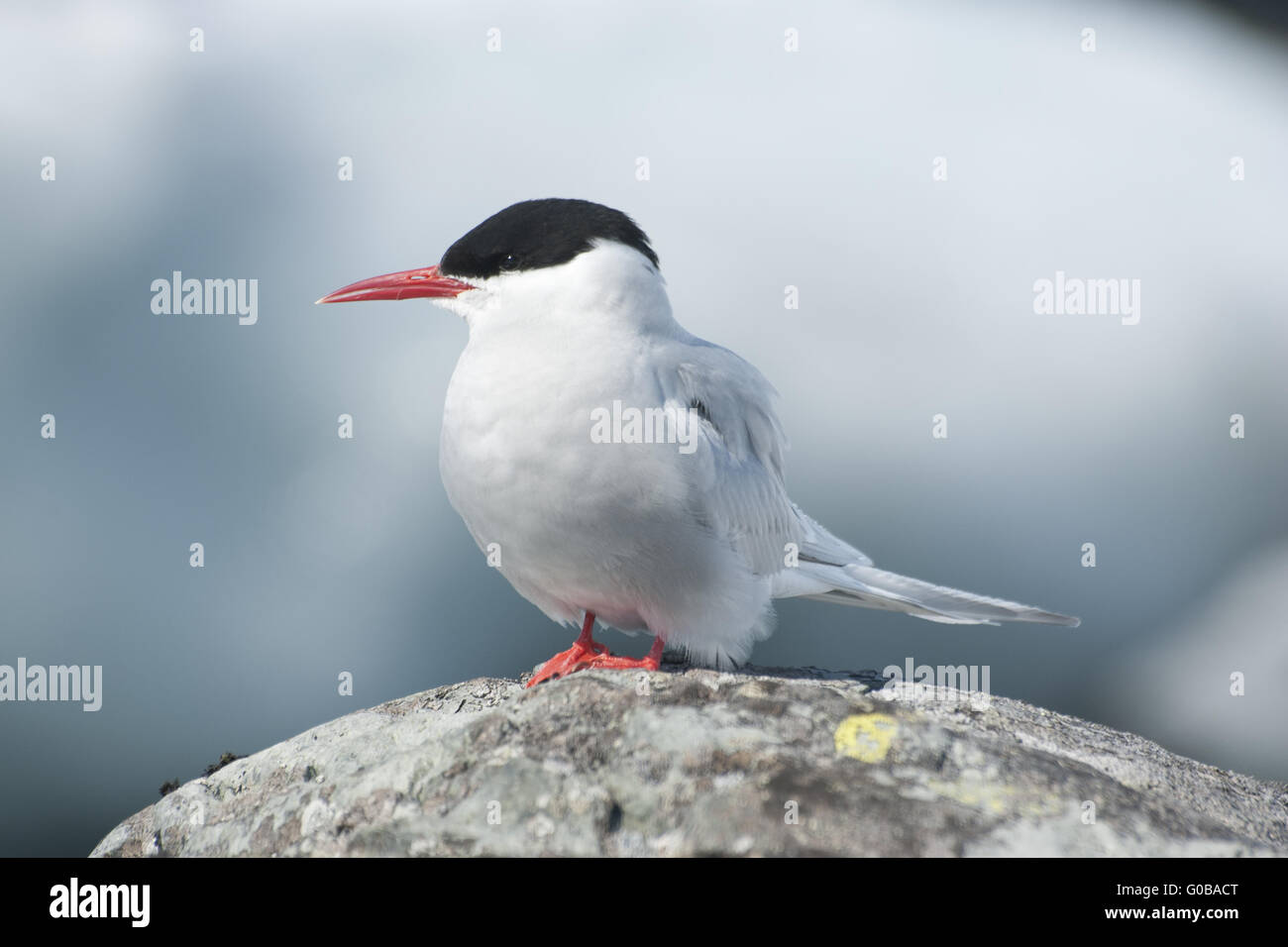 Sternidae australian wildlife bird seabird hi-res stock photography and ...