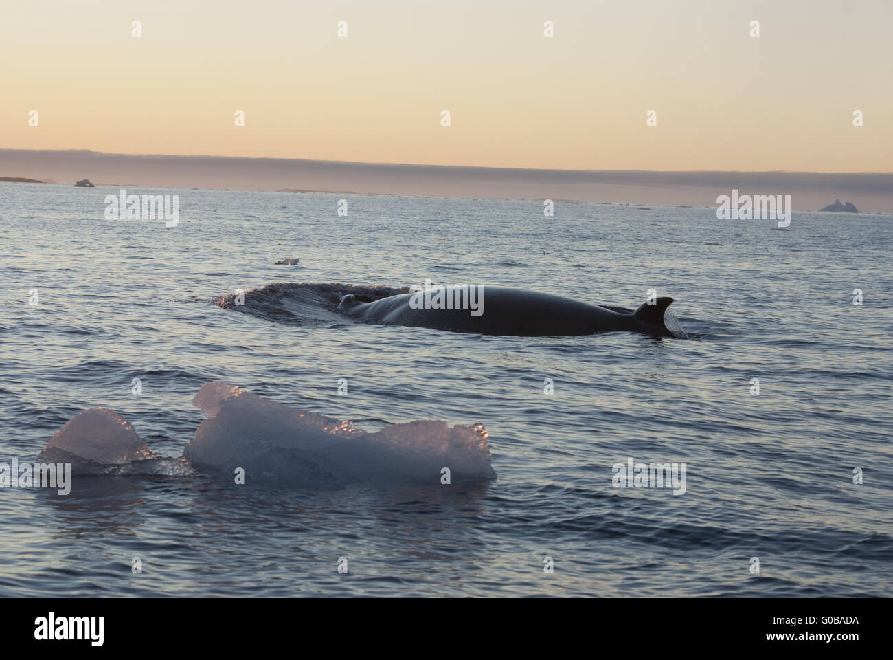 The minke whale in the Southern Ocean-1 Stock Photo - Alamy