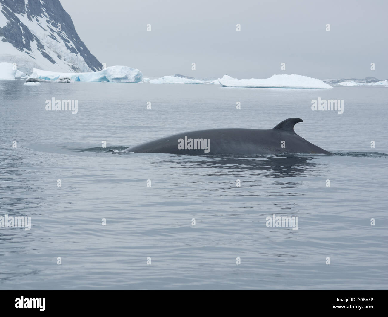 The minke whale in the Southern Ocean-3 Stock Photo - Alamy