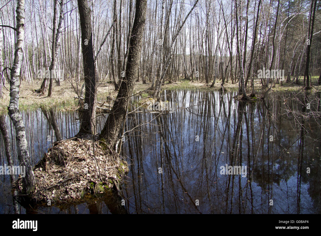 Pond landscape forest hi-res stock photography and images - Alamy