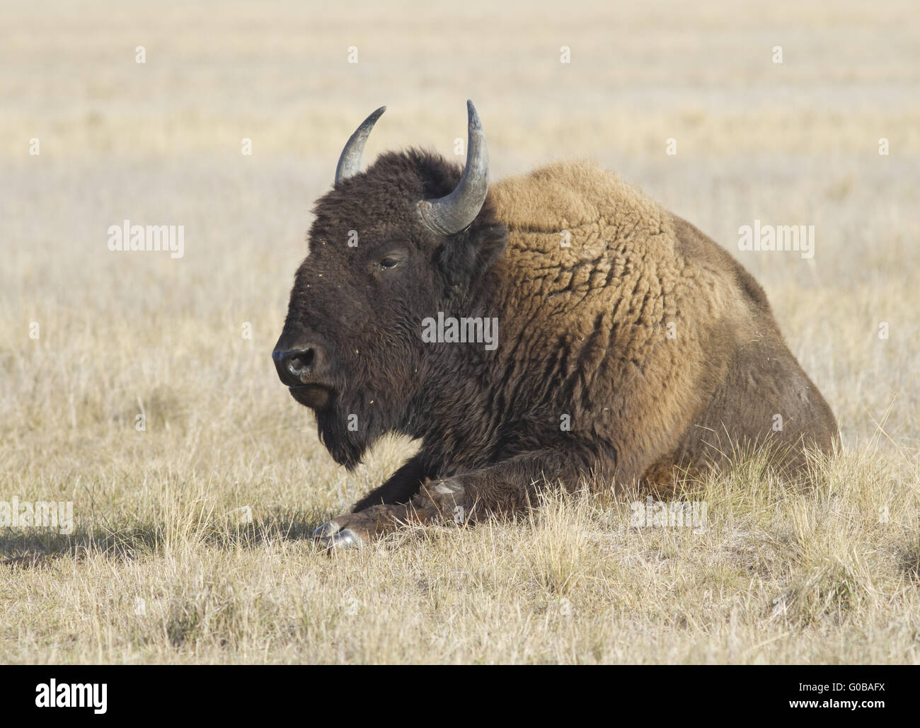 Male buffalo resting in the steppe Stock Photo - Alamy