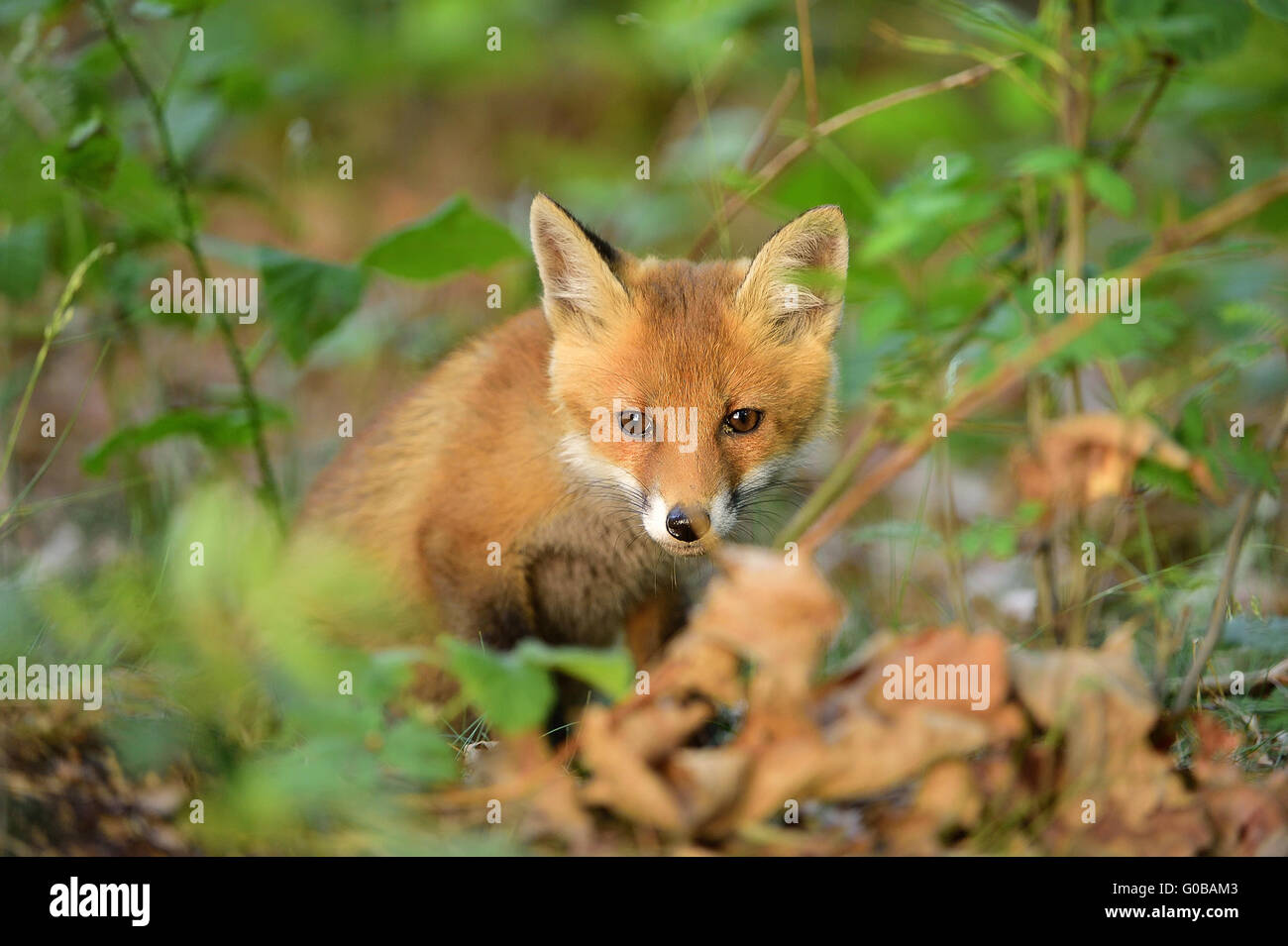 Furred animal hi-res stock photography and images - Alamy