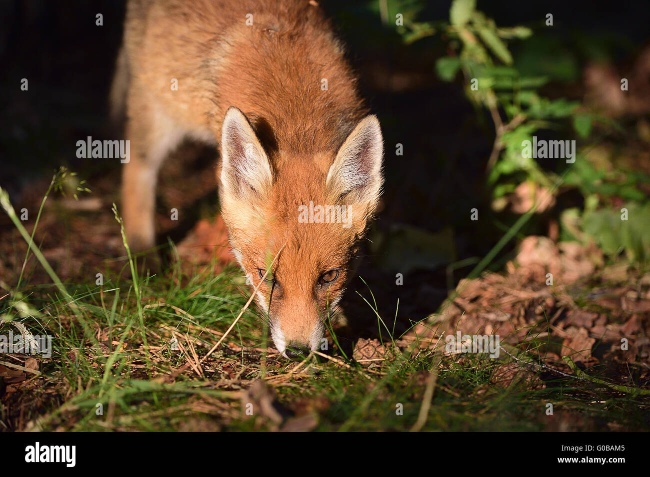 Fox mammals hi-res stock photography and images - Alamy