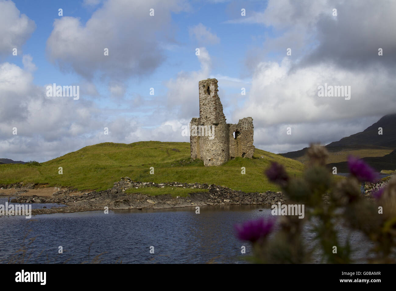 Bank distel hi-res stock photography and images - Alamy