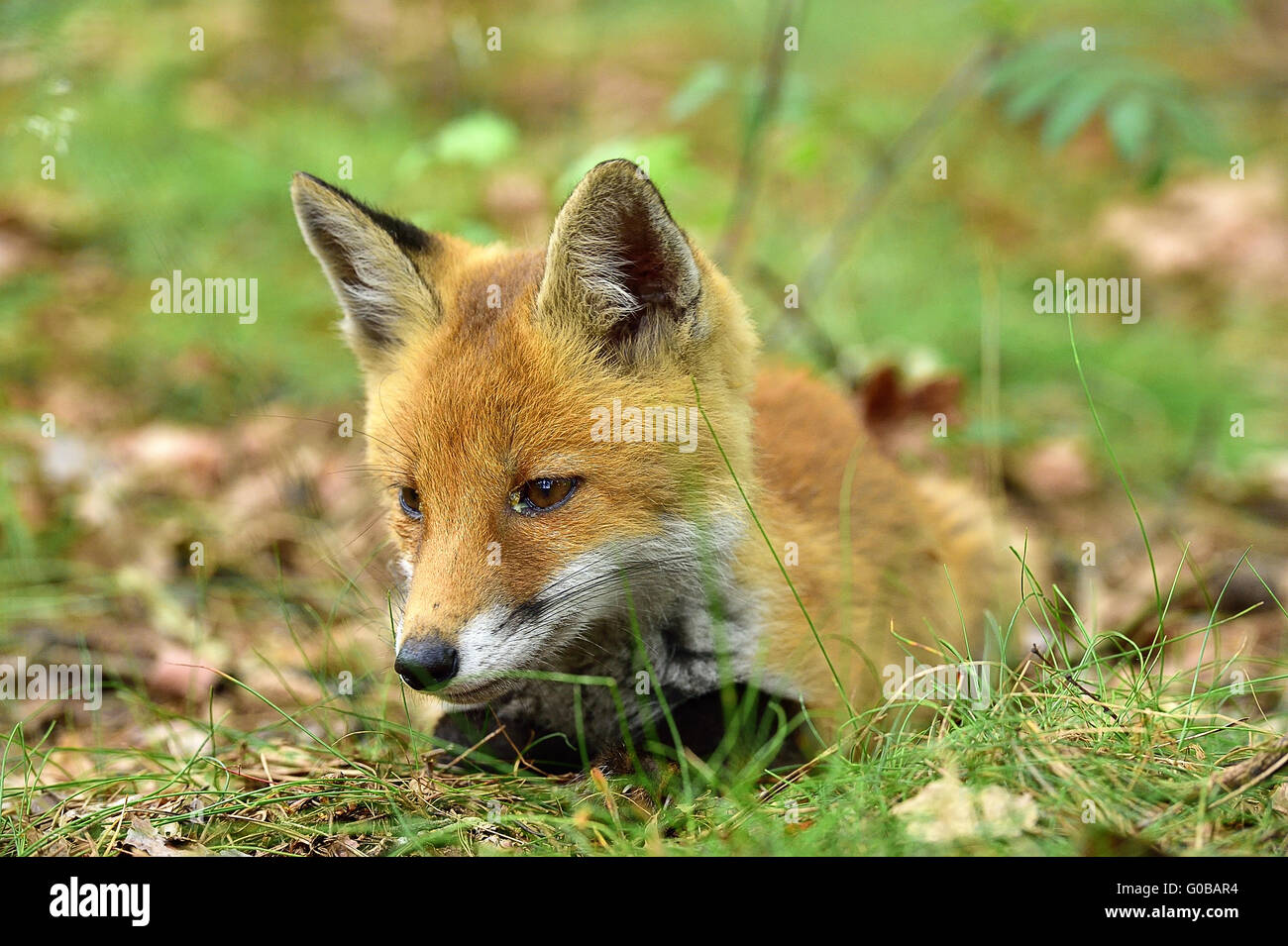 Vulpini High Resolution Stock Photography and Images - Alamy